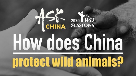 How does China protect wild animals? | Ask China-China Story